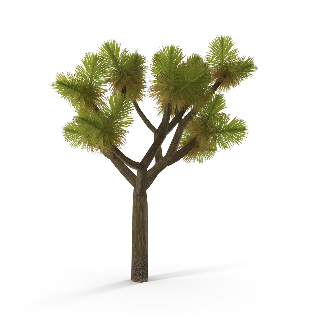 3D Joshua Tree Low Poly Model - TurboSquid 2286847