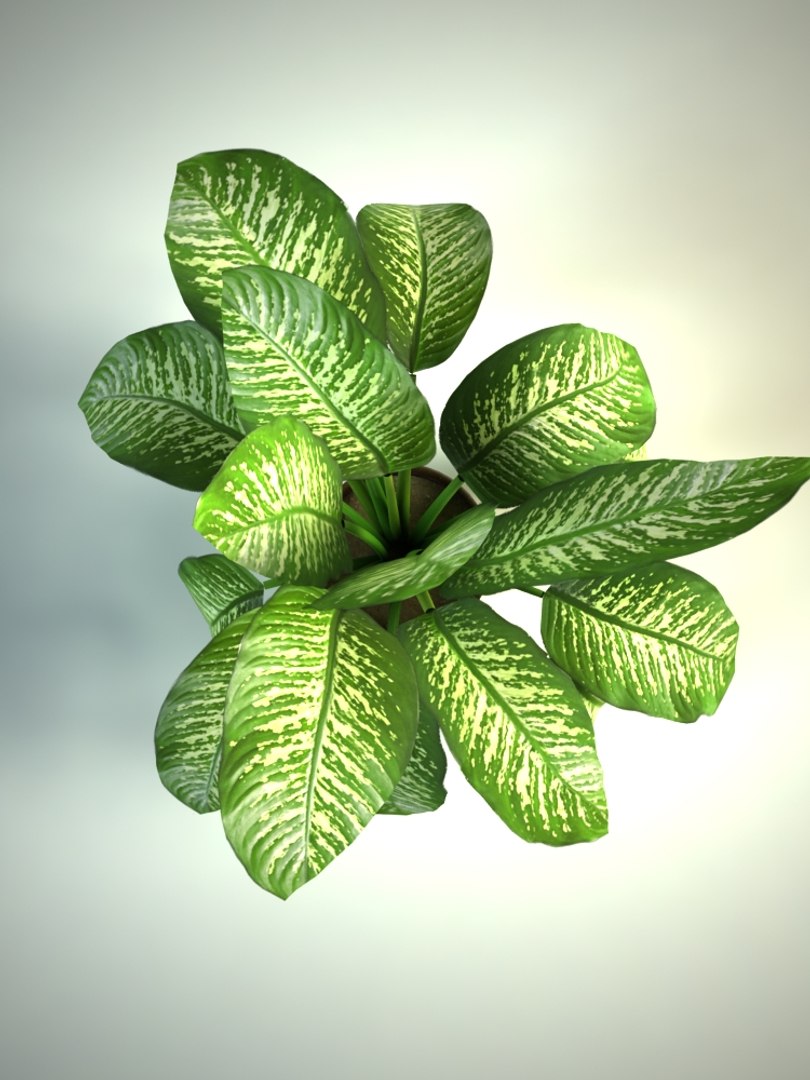 Dieffenbachia Dumb Cane Model - TurboSquid 1276886