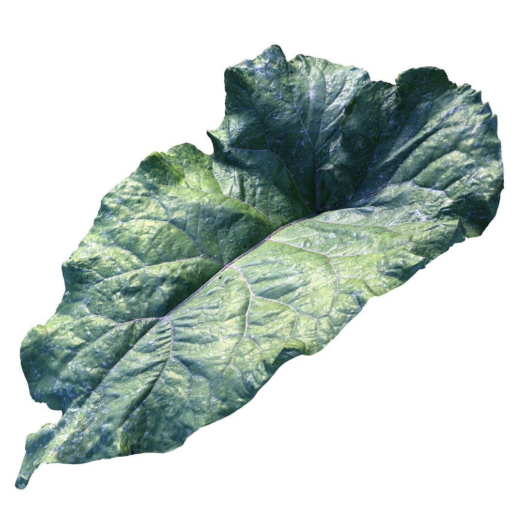 Max Ultra Hd 8k Leaf