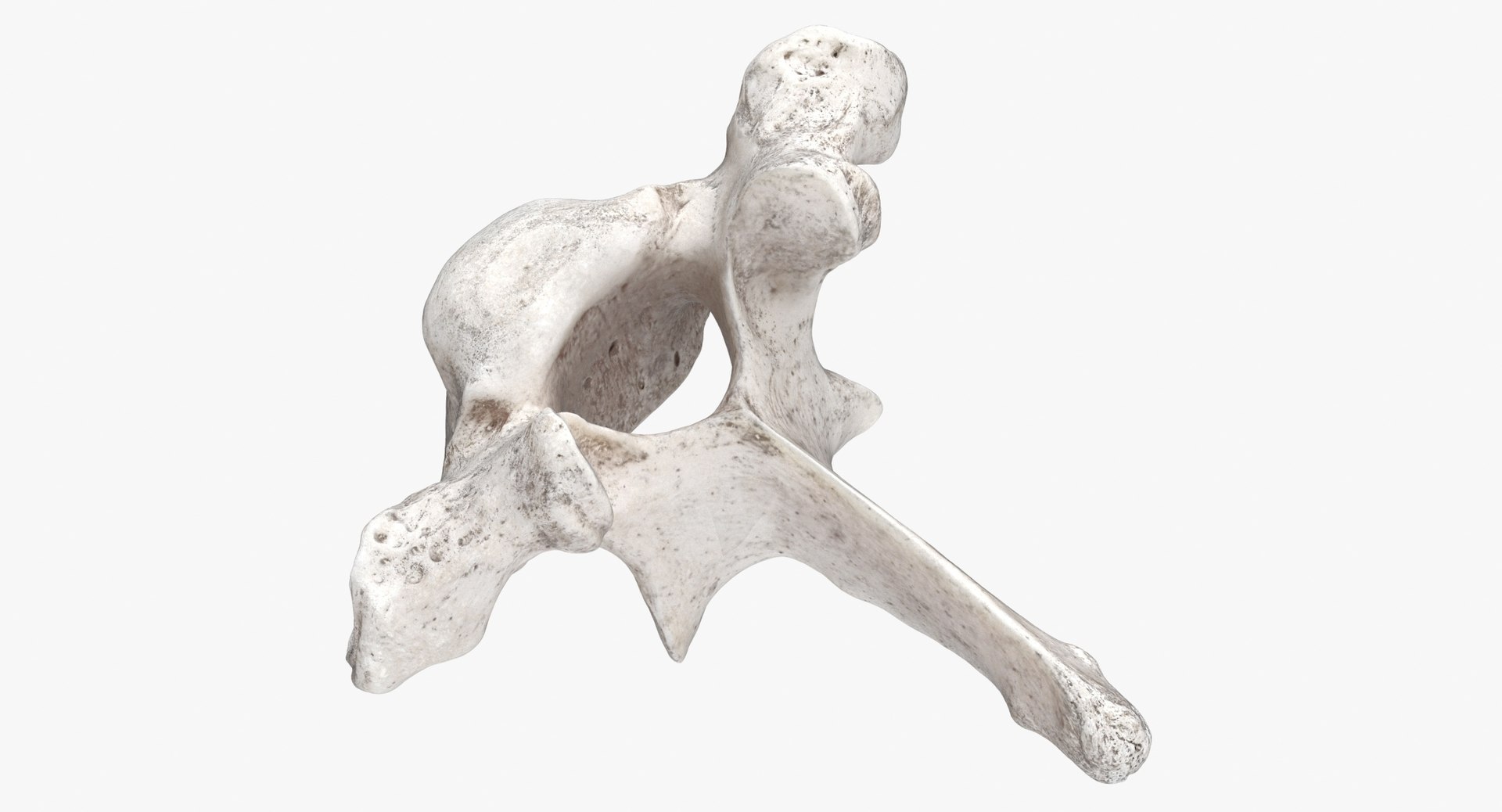 Bear Ursus Thoracic Vertebrae T1 3D Model - TurboSquid 2127907