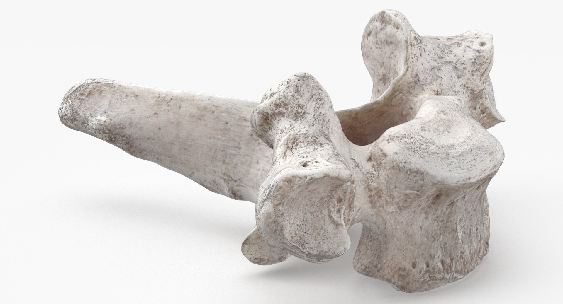 Bear Ursus Thoracic Vertebrae T1 3D Model - TurboSquid 2127907