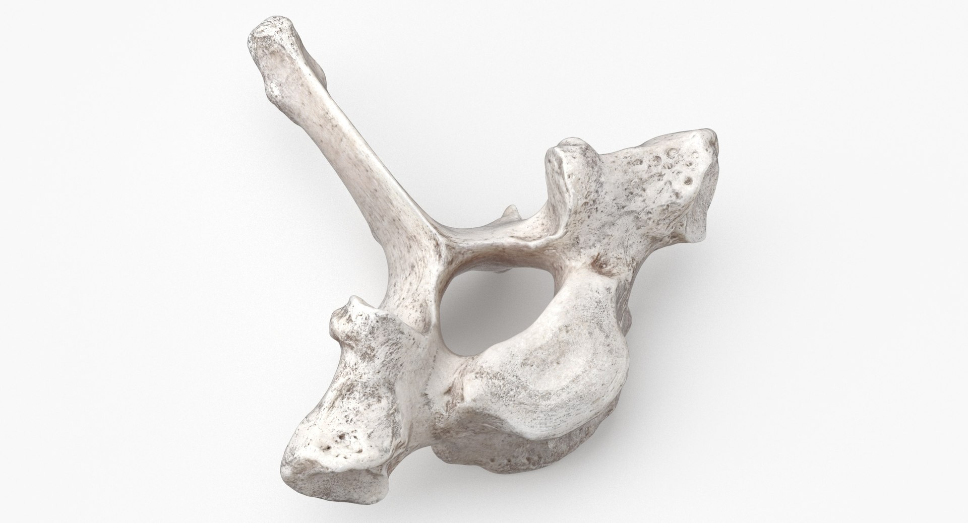 Bear Ursus Thoracic Vertebrae T1 3D model - TurboSquid 2127907