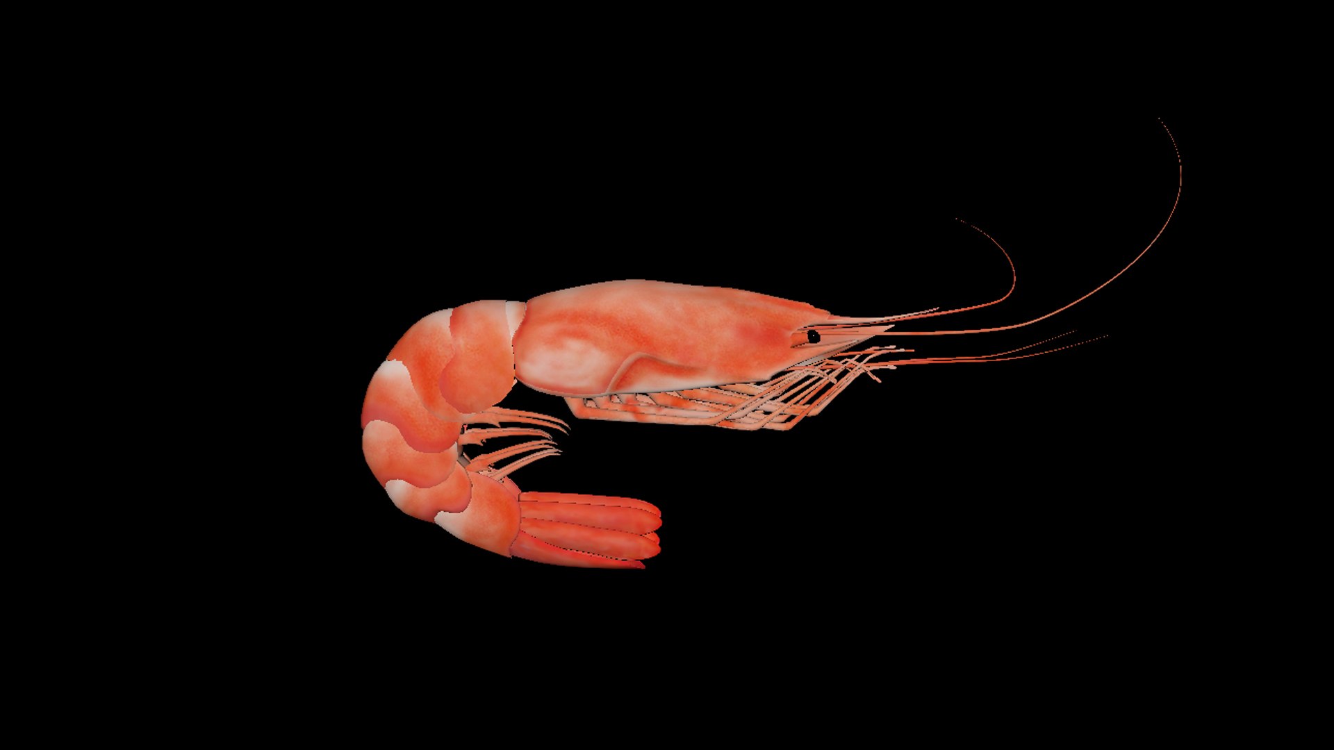 Crevette Shrimp 3D Model - TurboSquid 1297210
