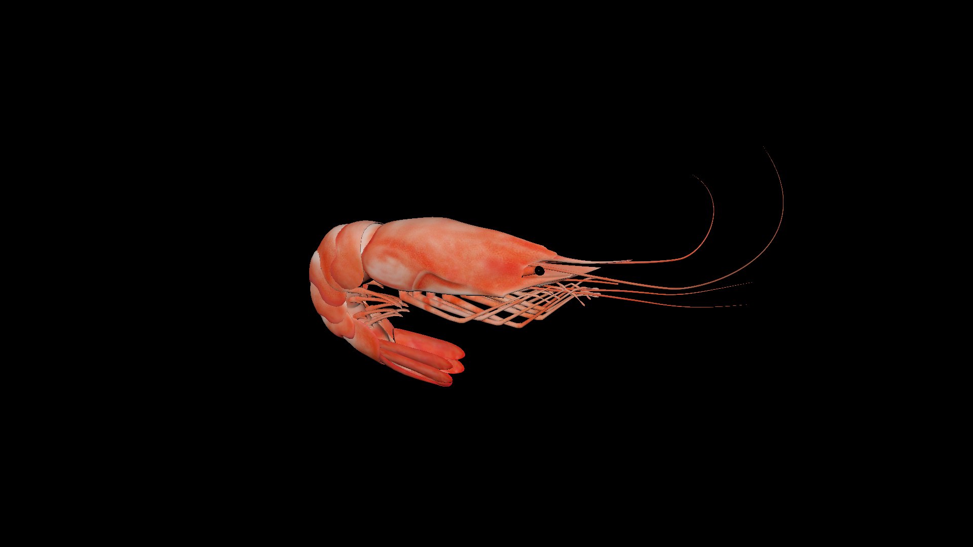 Crevette Shrimp 3D Model - TurboSquid 1297210