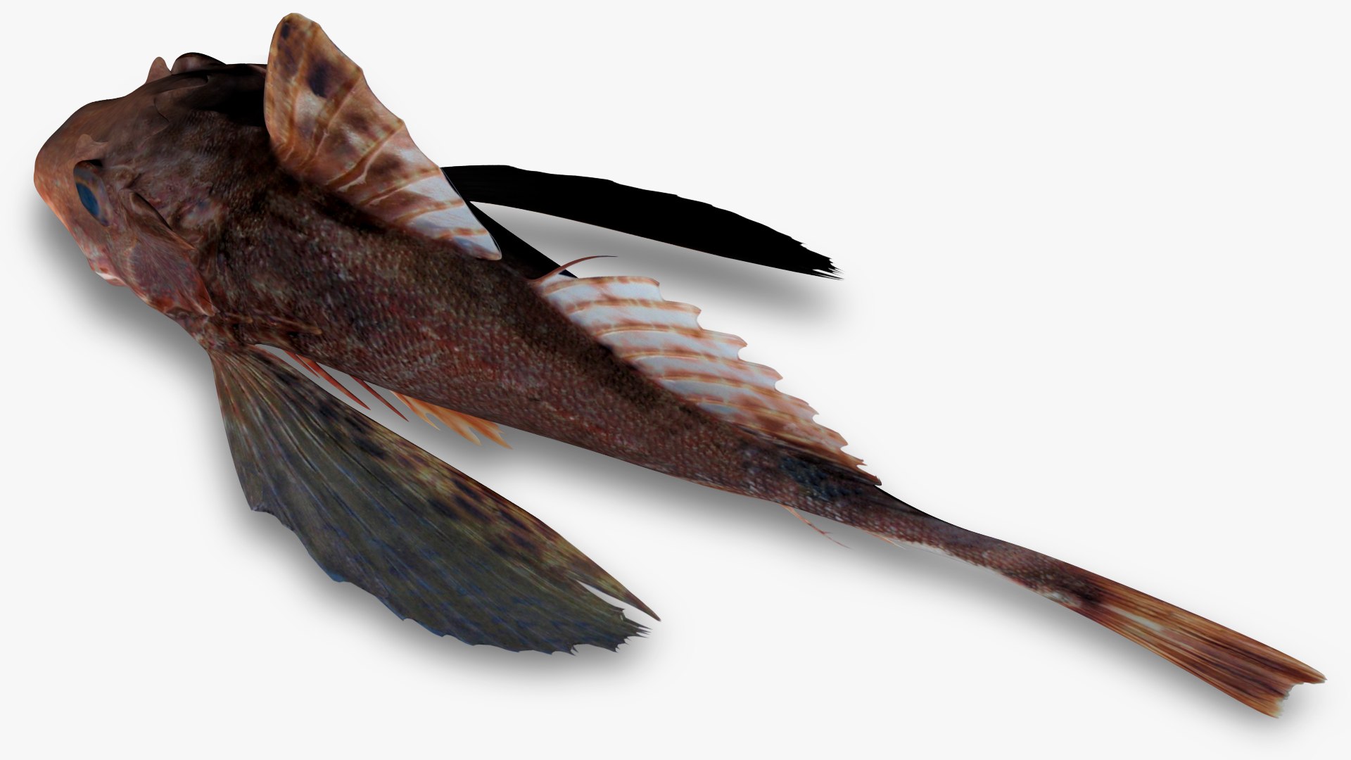 Whitesnout Searobin 3D Model - TurboSquid 1774161