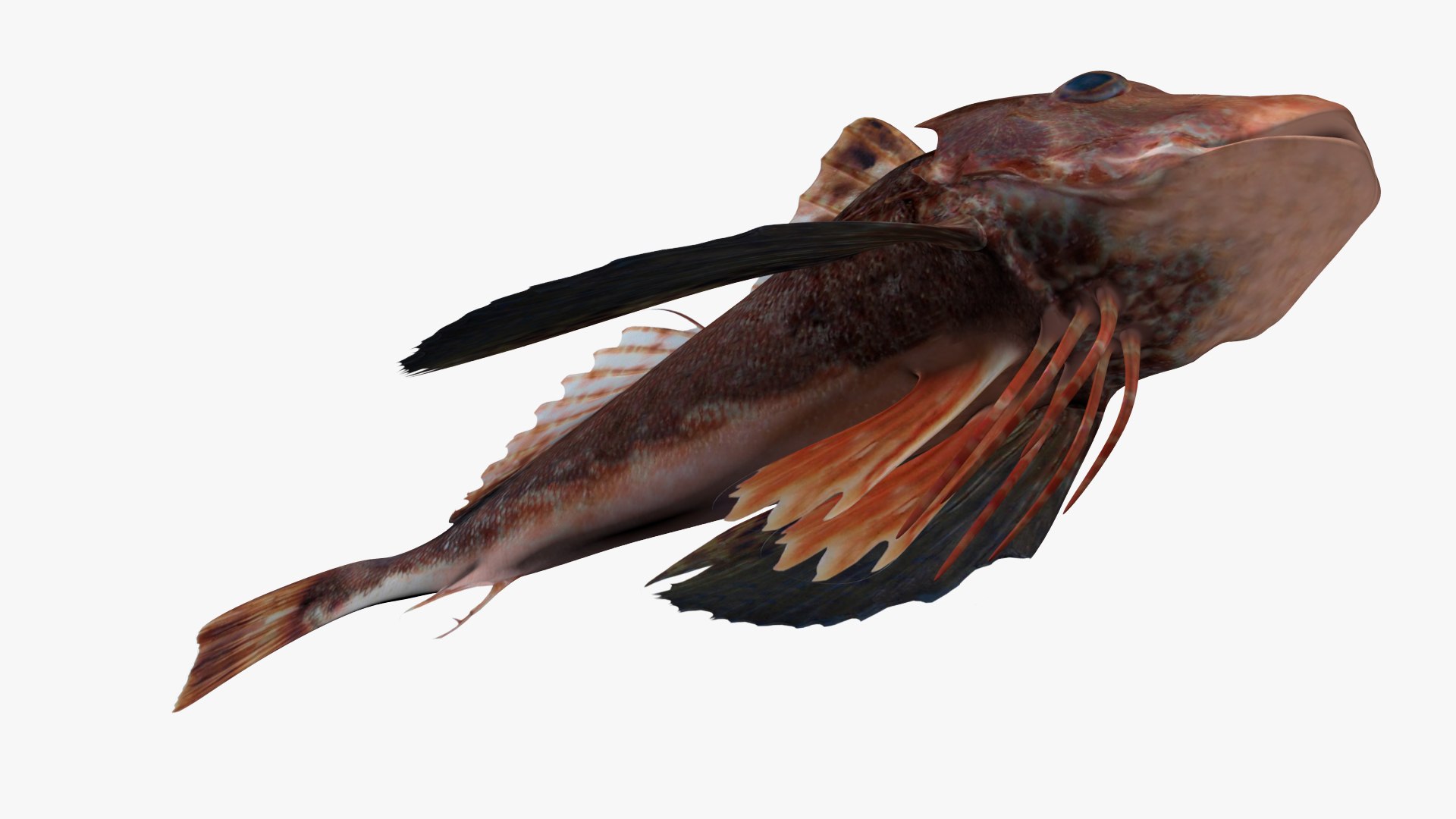 Whitesnout Searobin 3D Model - TurboSquid 1774161