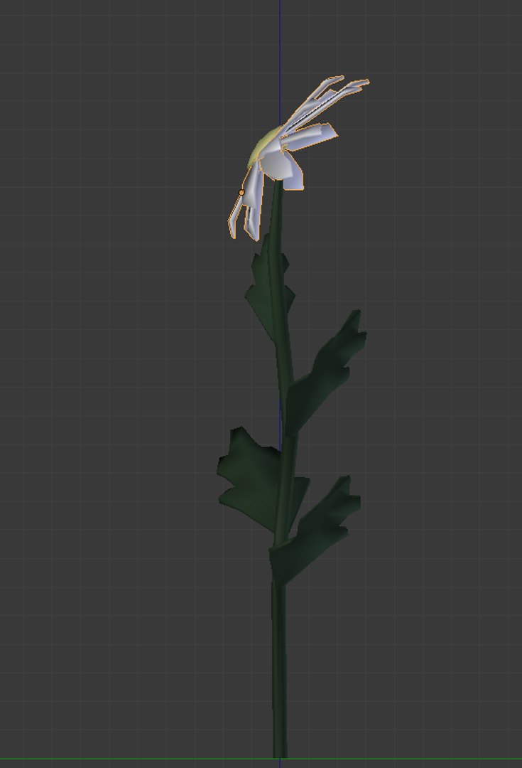 Chamomile 3d Model