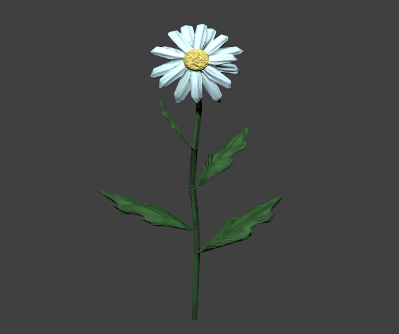 Chamomile 3d Model