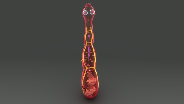 Tapeworm 3D Models for Download | TurboSquid