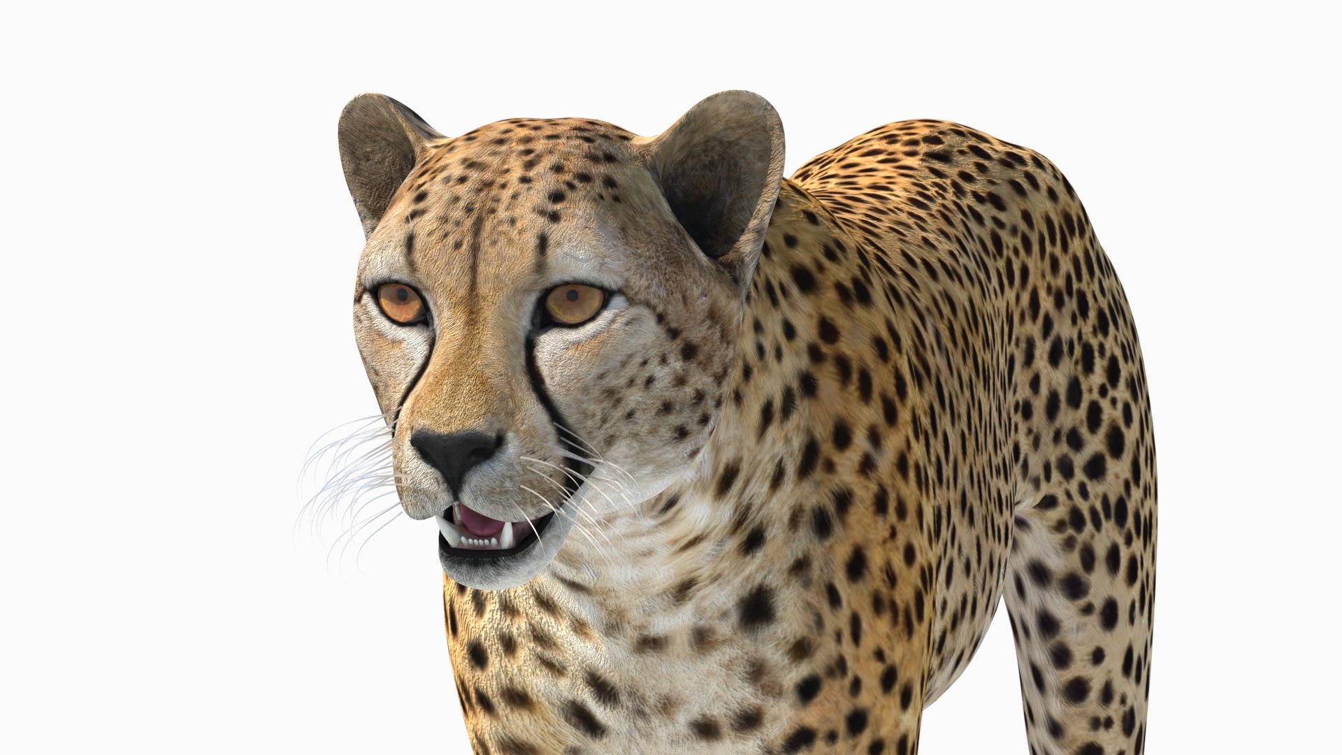 3D Cheetah - TurboSquid 1221530