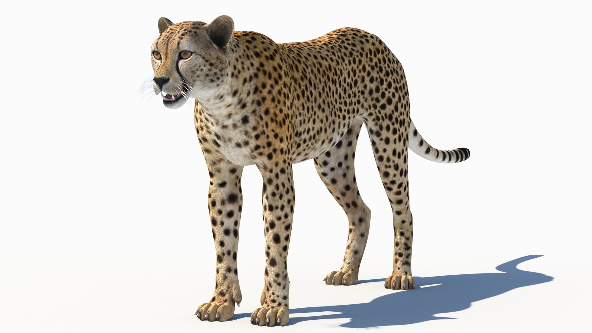 3D Cheetah - TurboSquid 1221530