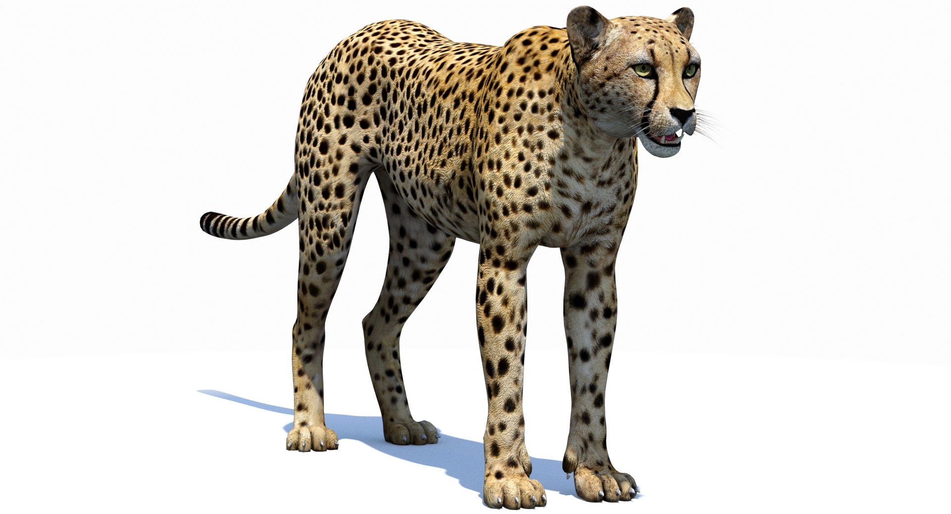 3D Cheetah - TurboSquid 1221530