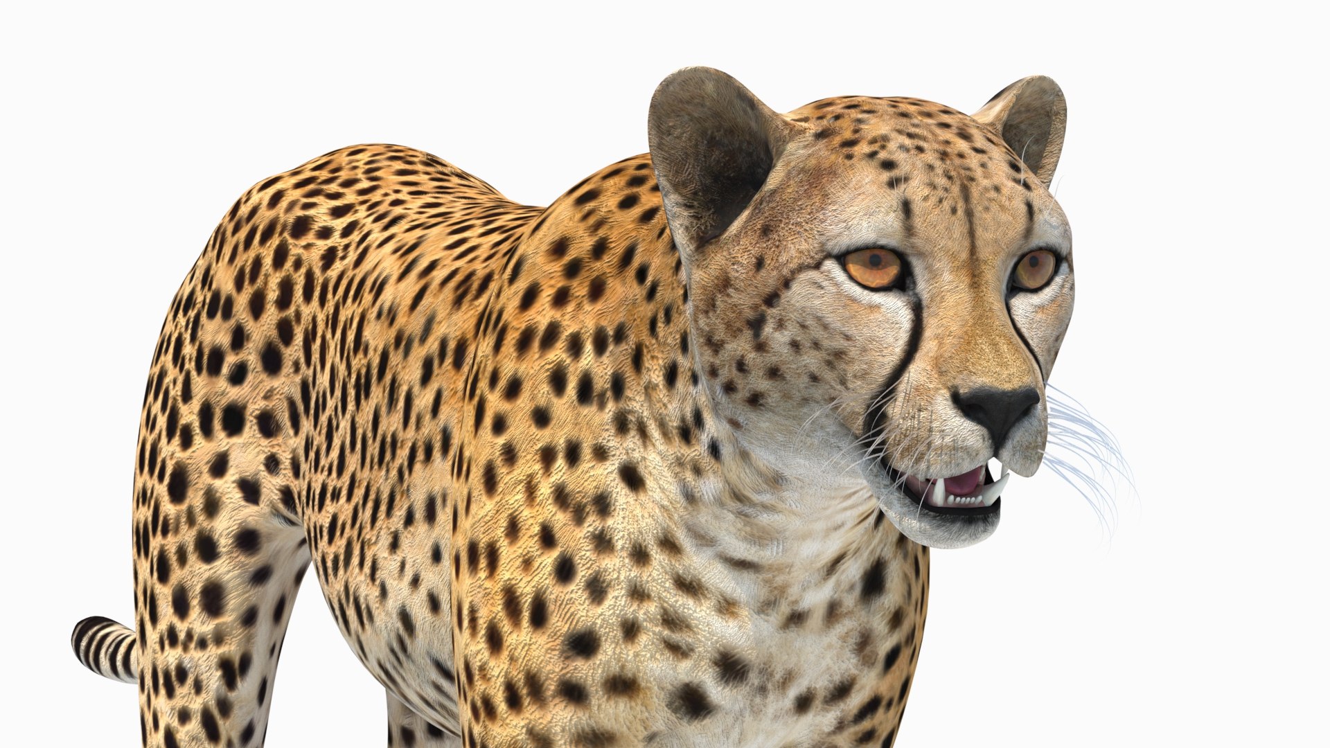 3D Cheetah - TurboSquid 1221530