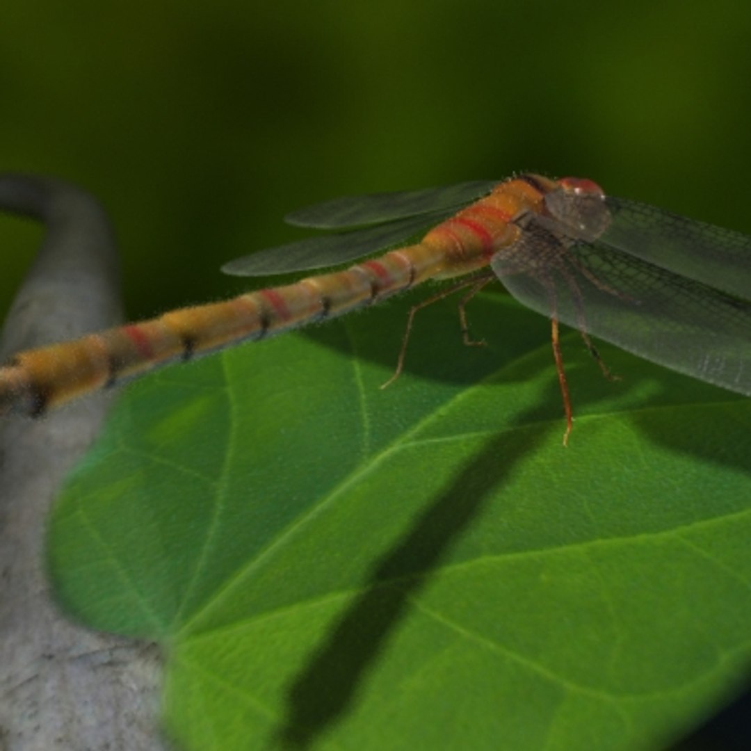 Realistic Dragonfly 3d Model