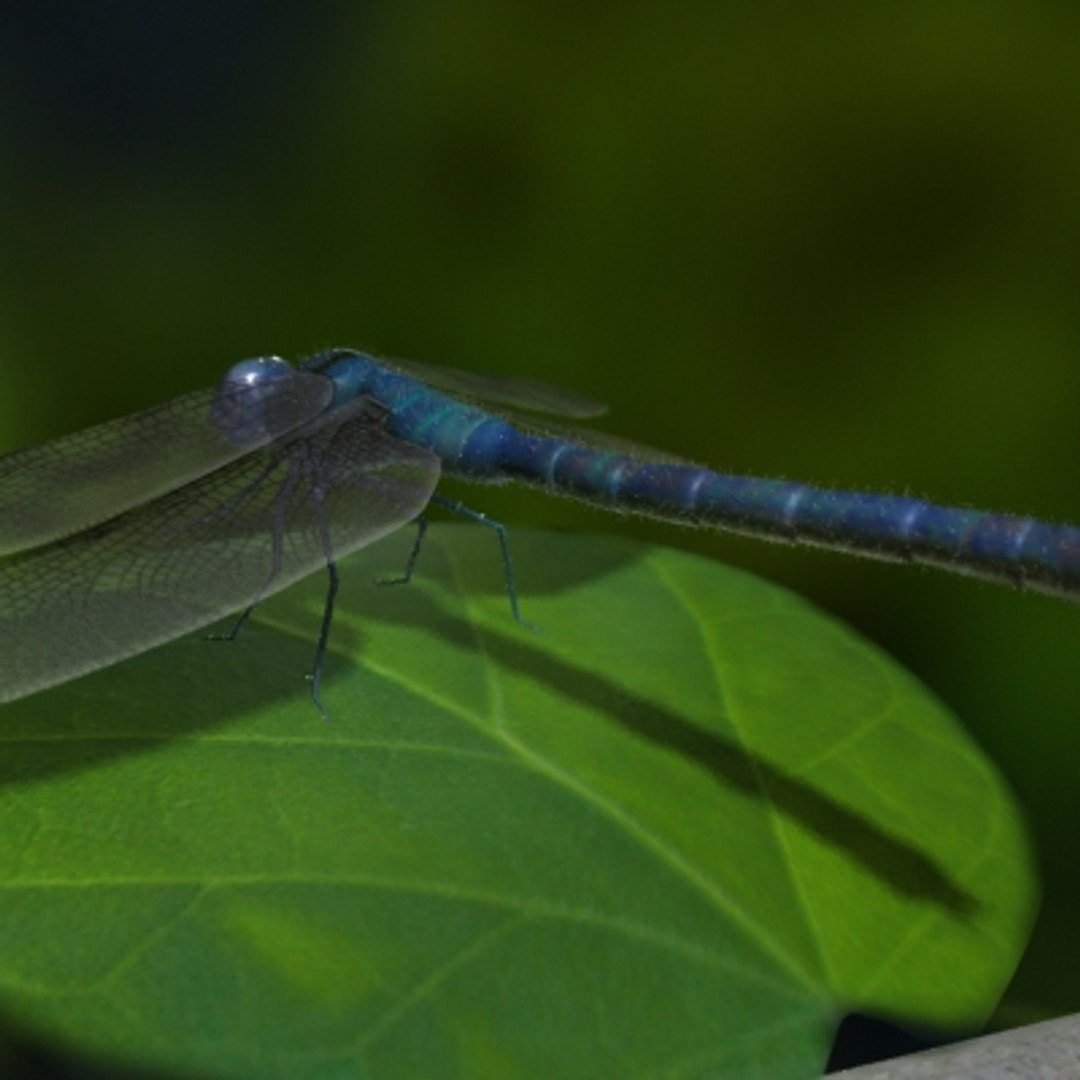 Realistic Dragonfly 3d Model