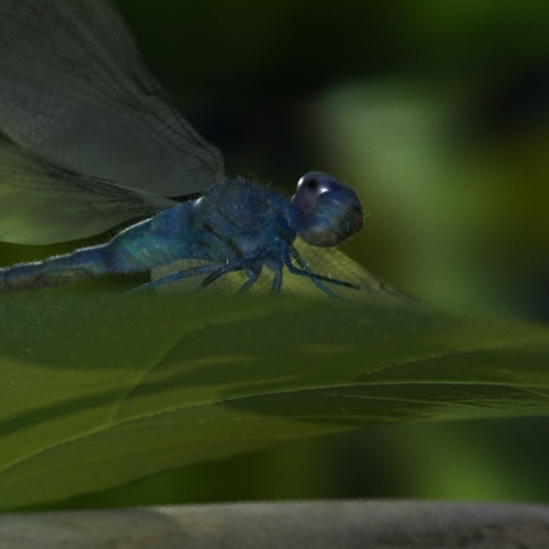 Realistic Dragonfly 3d Model