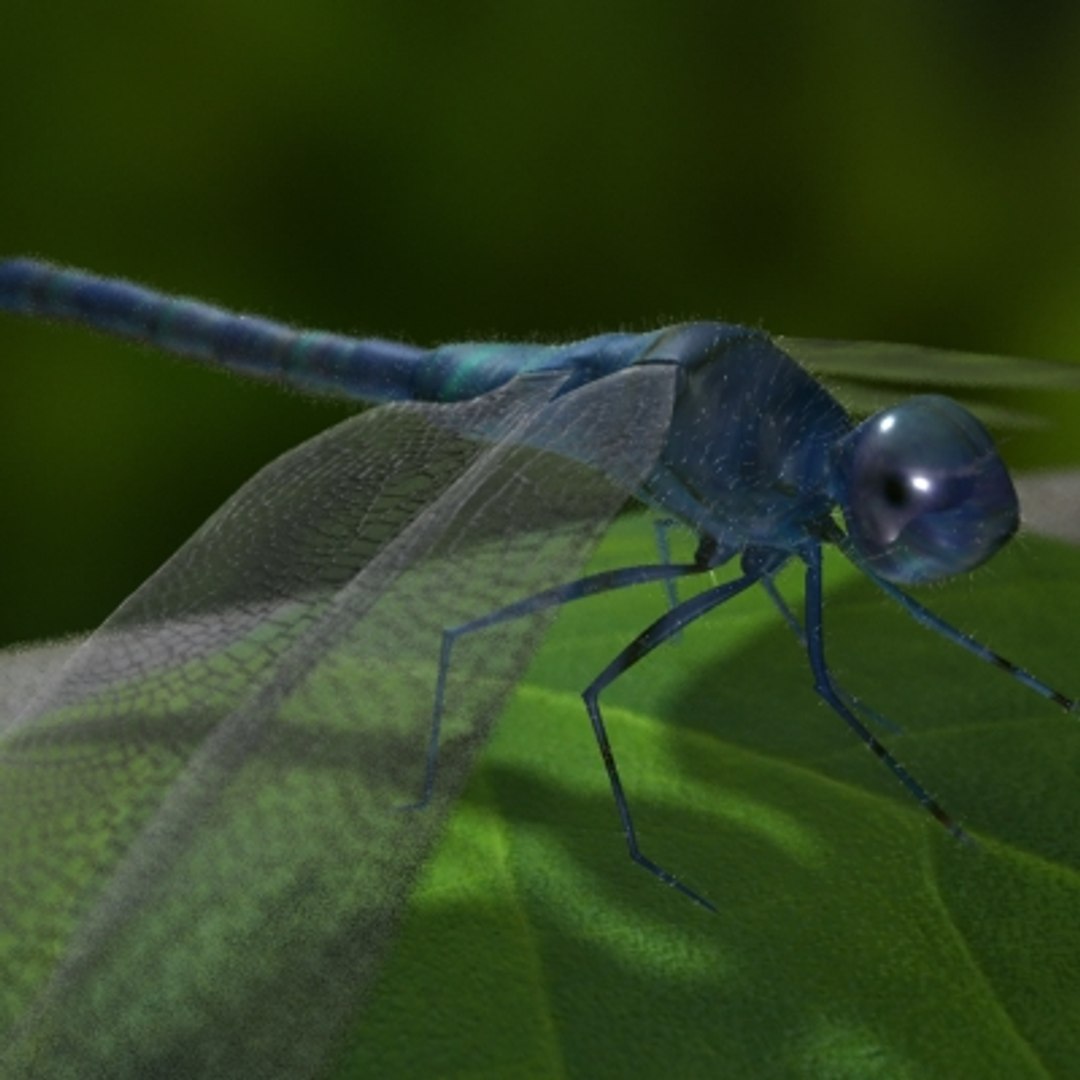 Realistic Dragonfly 3d Model