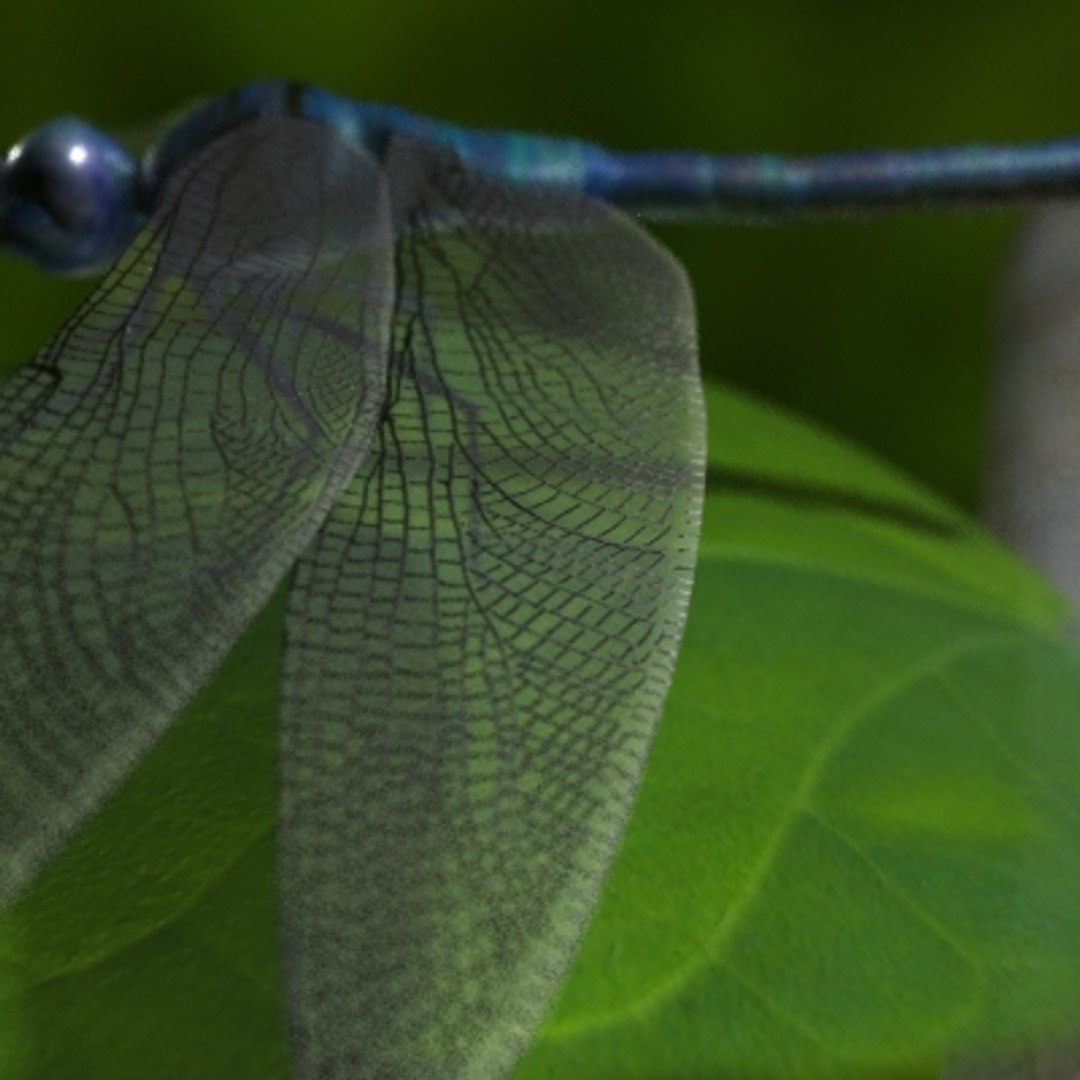 Realistic Dragonfly 3d Model