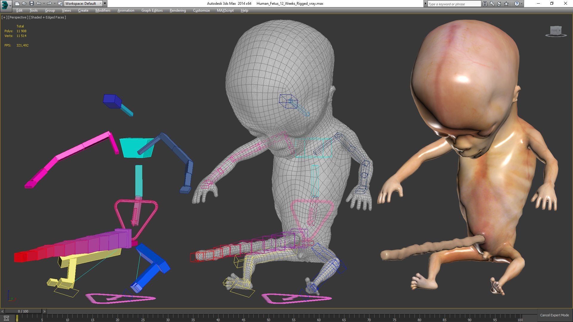 Human Fetus 12 Weeks Model - TurboSquid 1659483