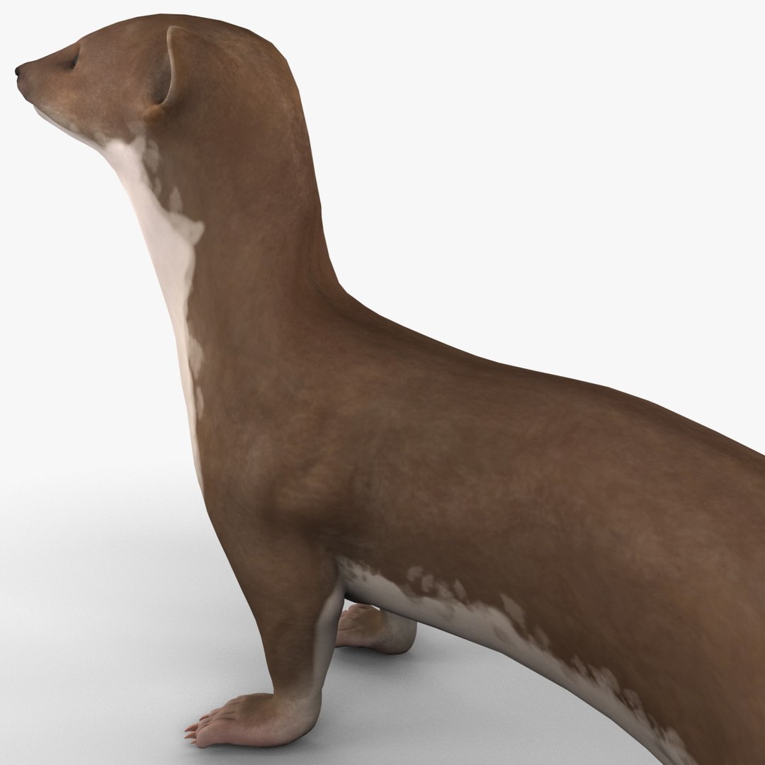 max weasel pose 4