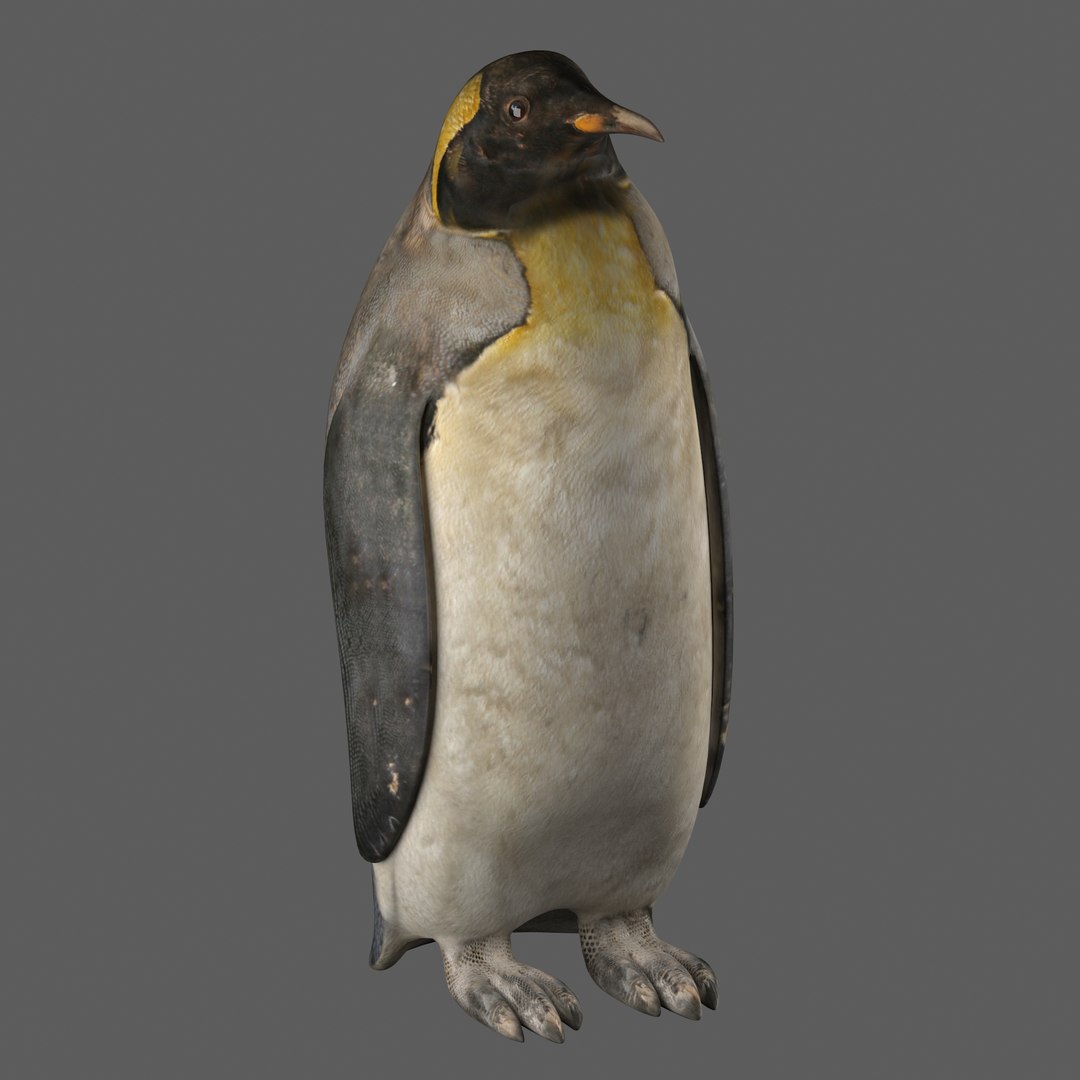 Penguin 3D Model - TurboSquid 1748756