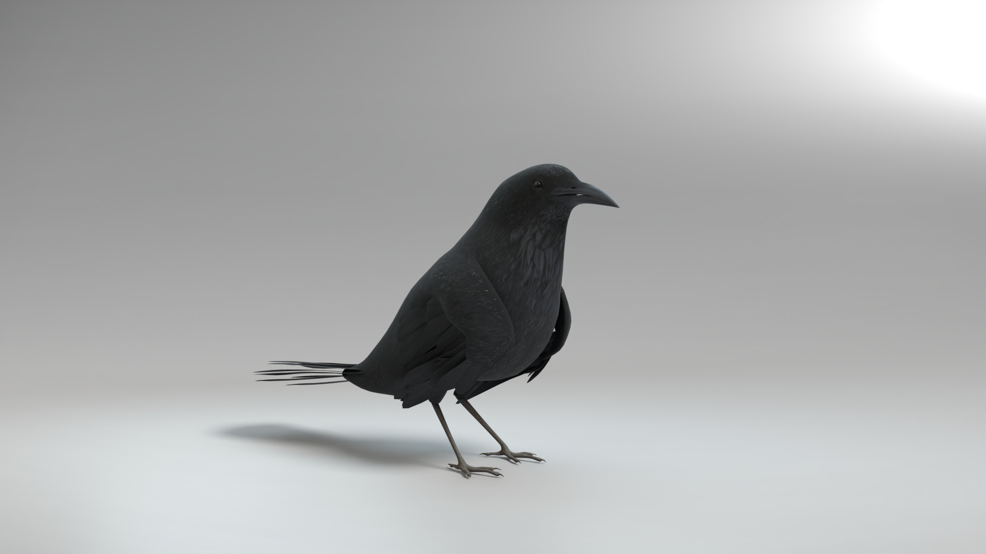 3D Model Raven Animated - TurboSquid 2072293