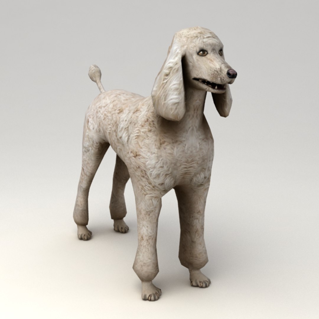 3d Rigged Poodle