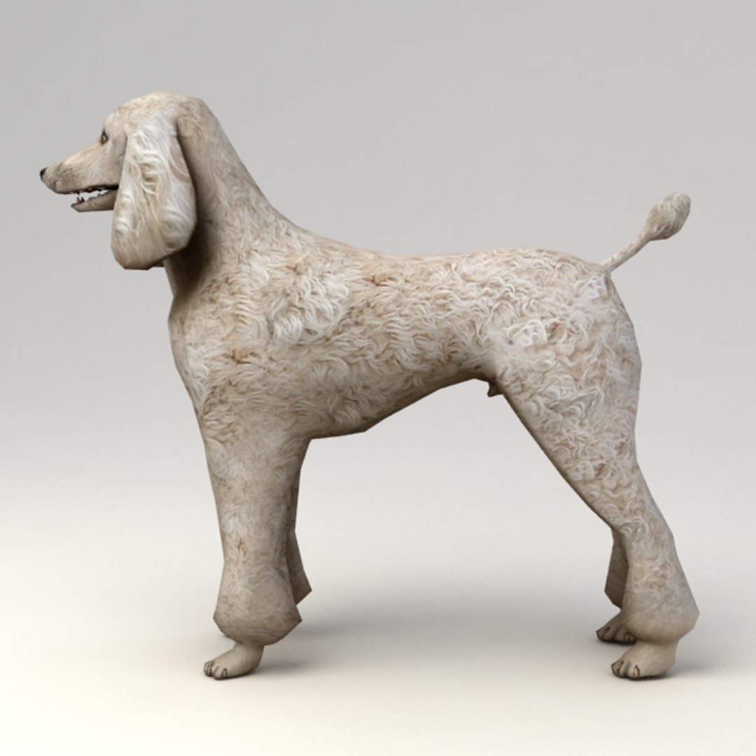 3d Rigged Poodle