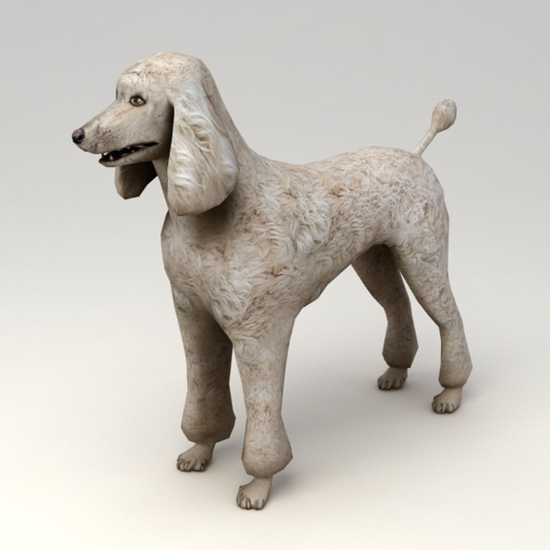3d Rigged Poodle