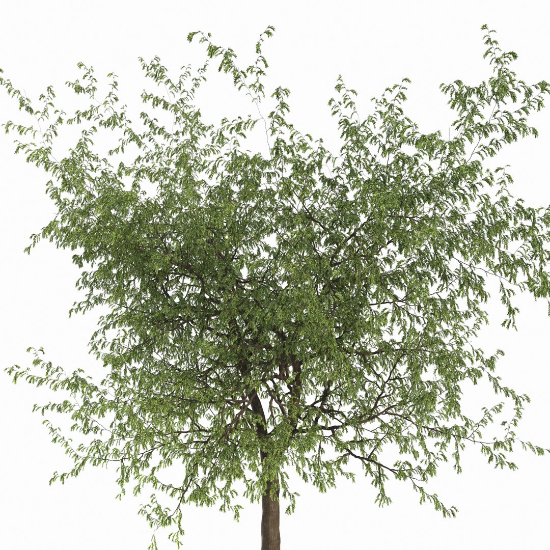 3d Model Deciduous Tree