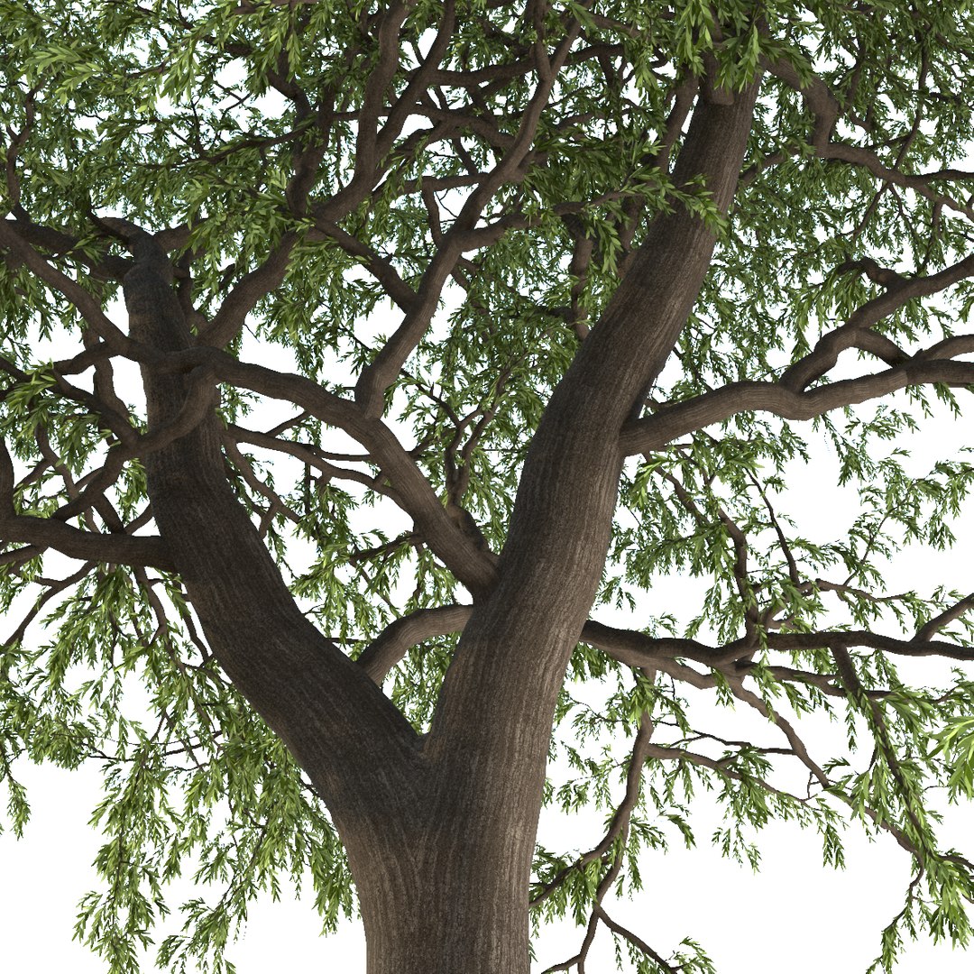 3d Model Deciduous Tree