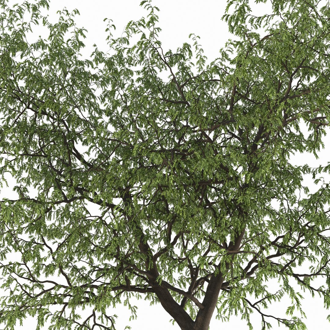 3d Model Deciduous Tree