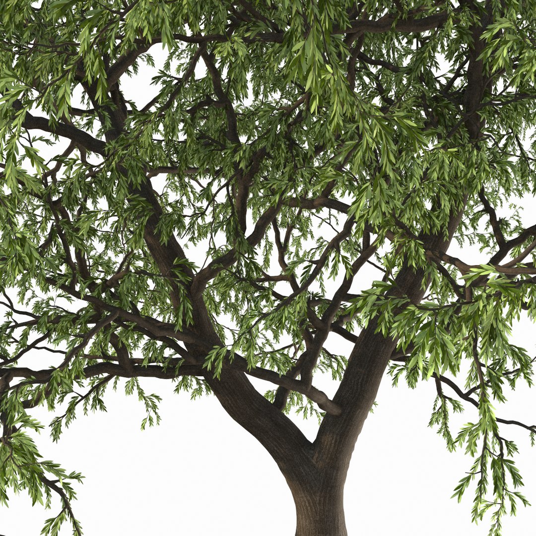 3d Model Deciduous Tree