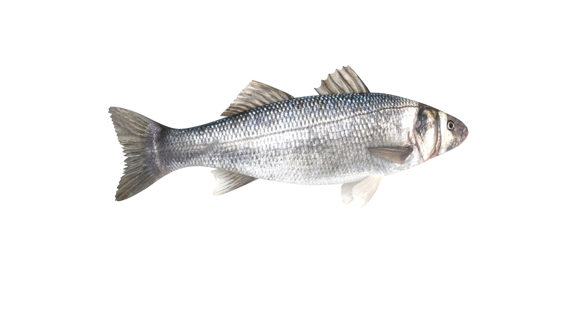 3D Fish Collection - TurboSquid 2515060