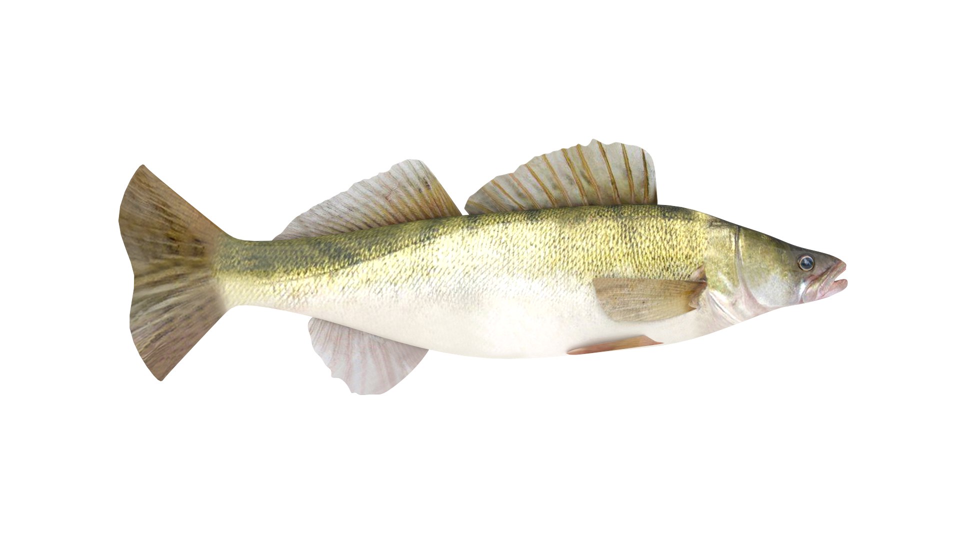 3D Fish Collection - TurboSquid 2515060