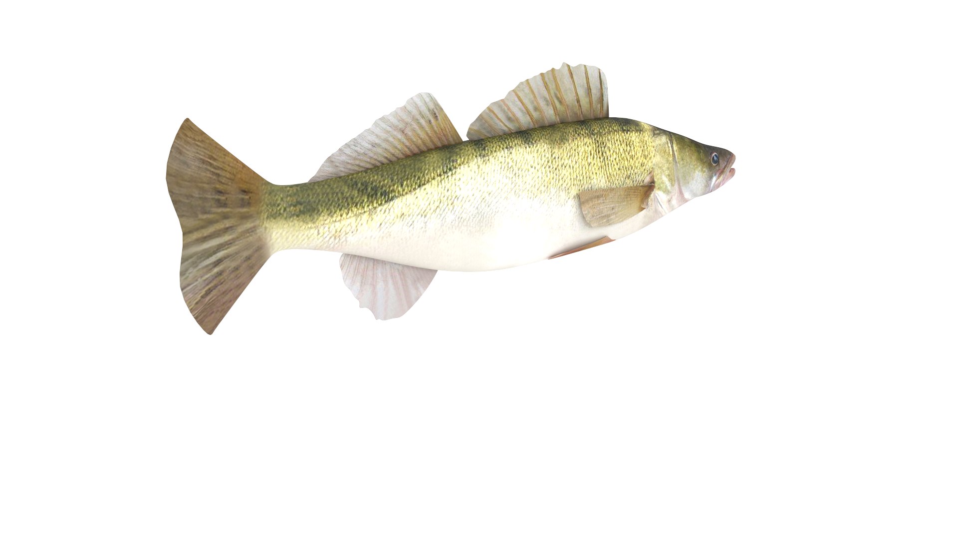 3D Fish Collection - TurboSquid 2515060