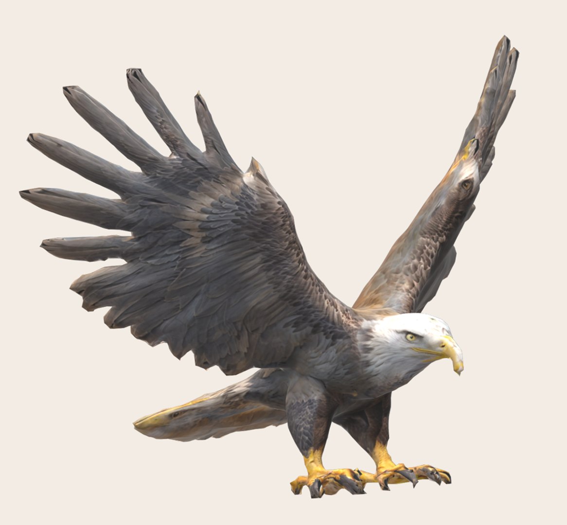 3D Model Bald Eagle - TurboSquid 2262817