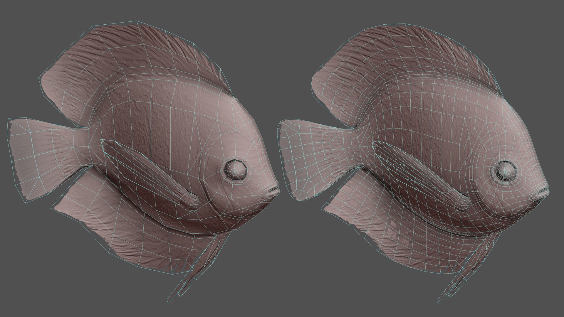 3D Model Fish Symphysodon Discus Low-poly - TurboSquid 1906116