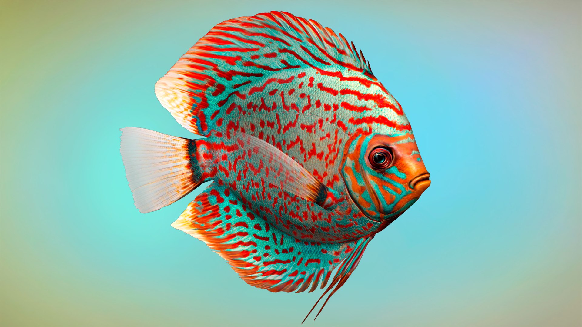 3D Model Fish Symphysodon Discus Low-poly - TurboSquid 1906116