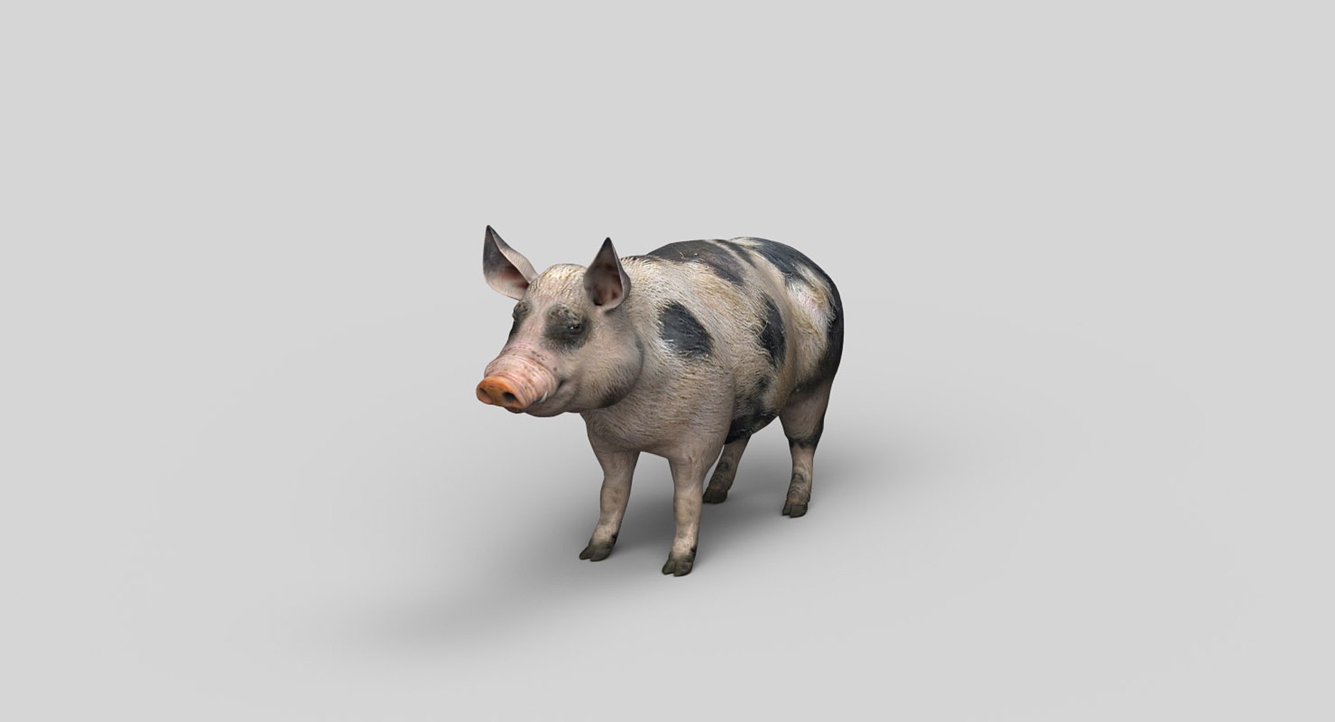 Pig Animals Mammal 3D Model - TurboSquid 1258717