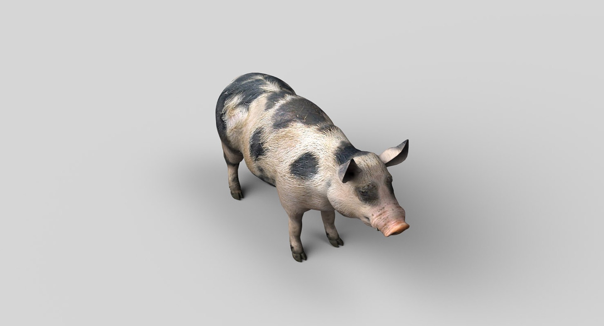 Pig Animals Mammal 3D Model - TurboSquid 1258717