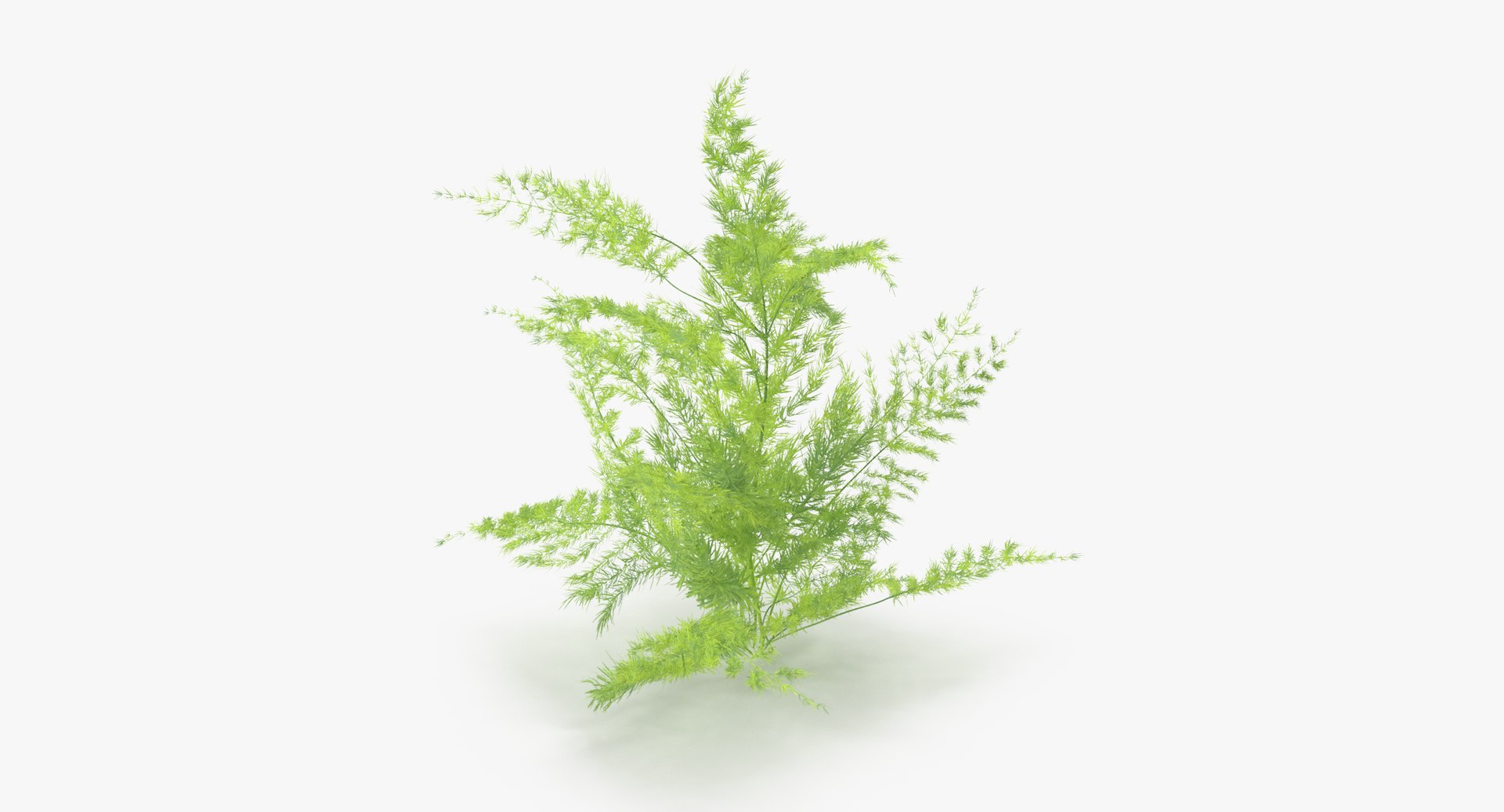 3d Ferns 03 Model