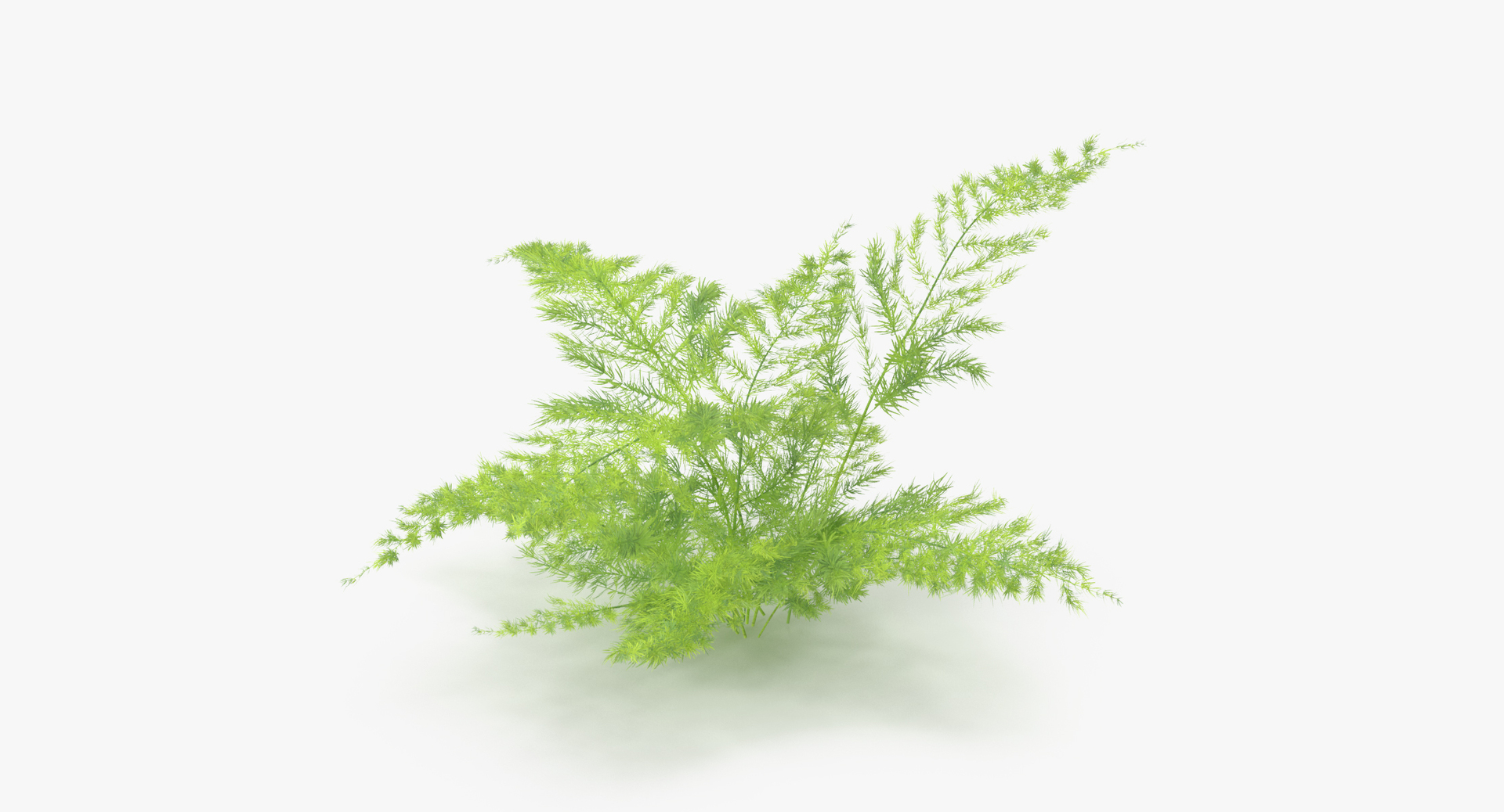 3d Ferns 03 Model