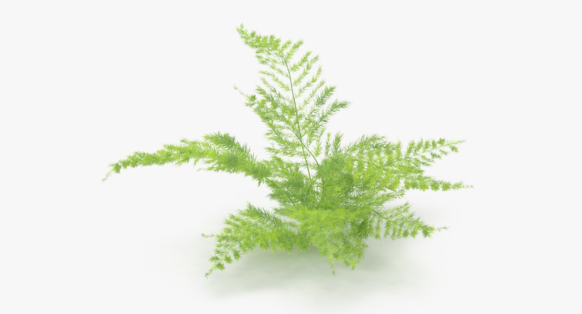 3d Ferns 03 Model