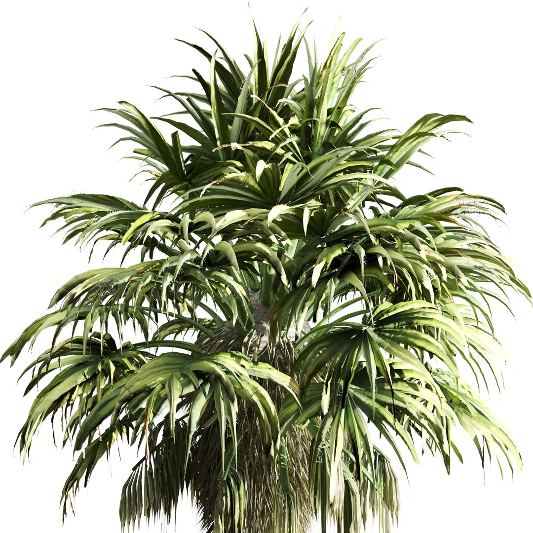 3D PALM - TurboSquid 1981081