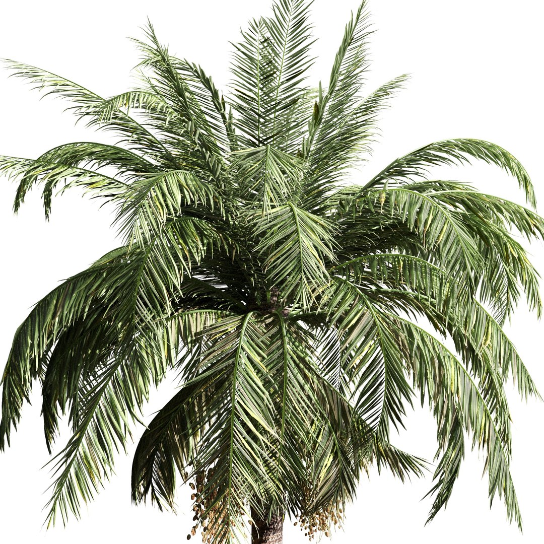 3D PALM - TurboSquid 1981081