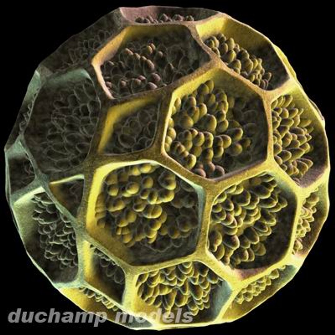 Pollen Grain 3d 3ds
