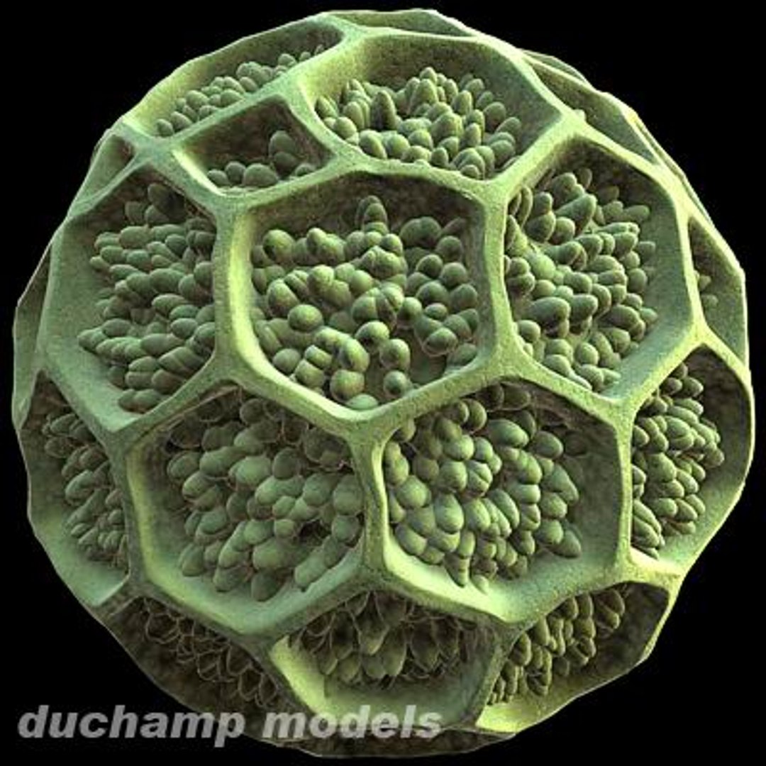 Pollen Grain 3d 3ds