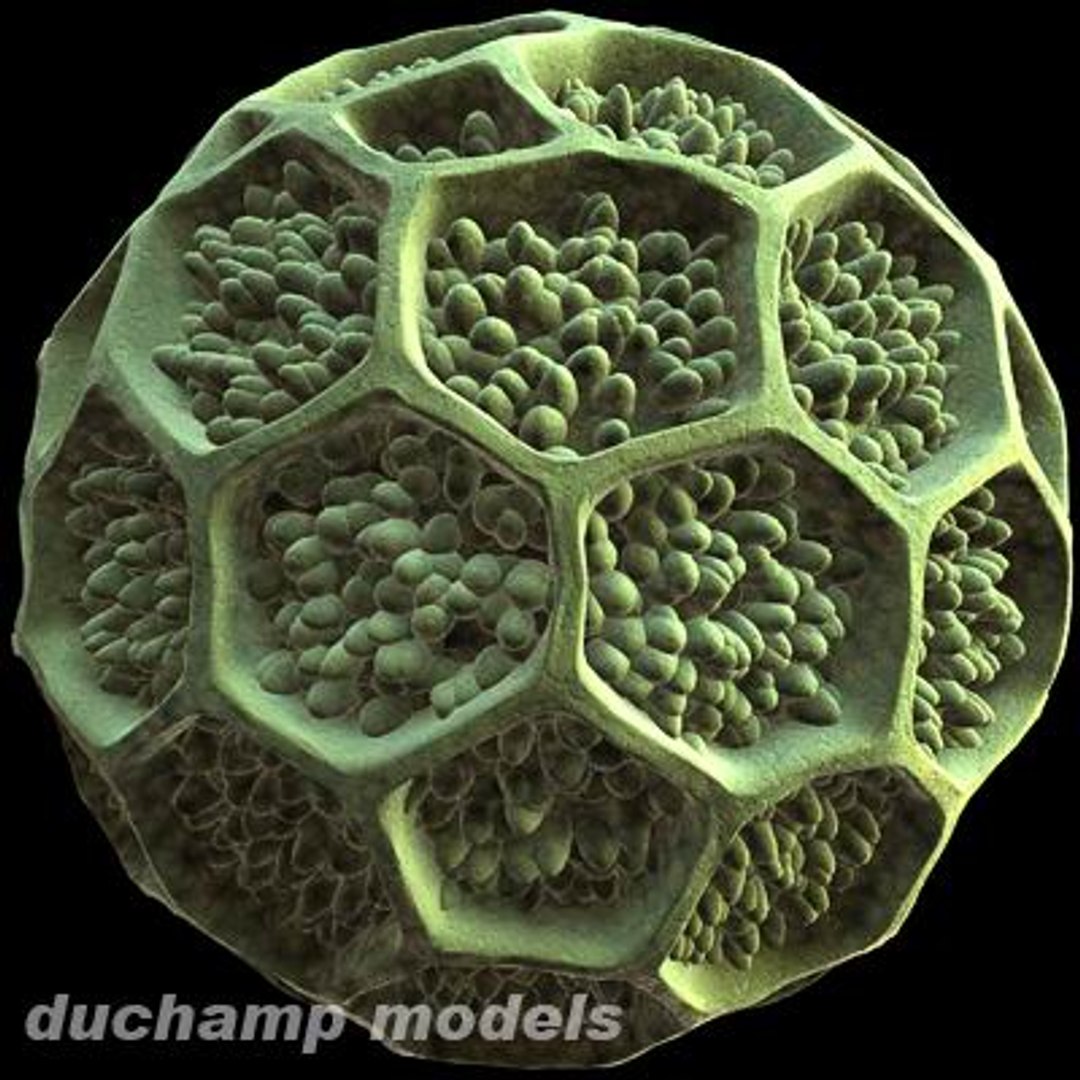 Pollen Grain 3d 3ds