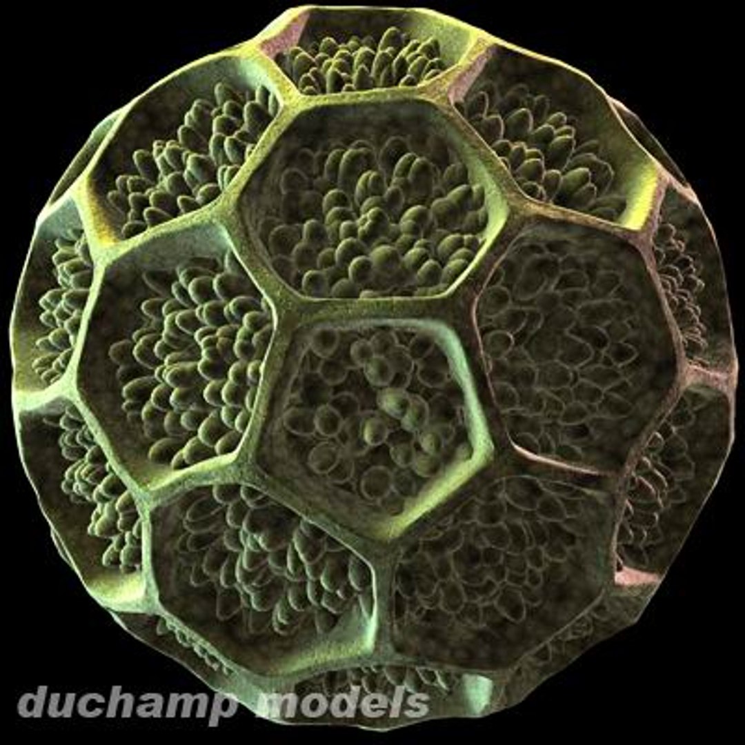 Pollen Grain 3d 3ds